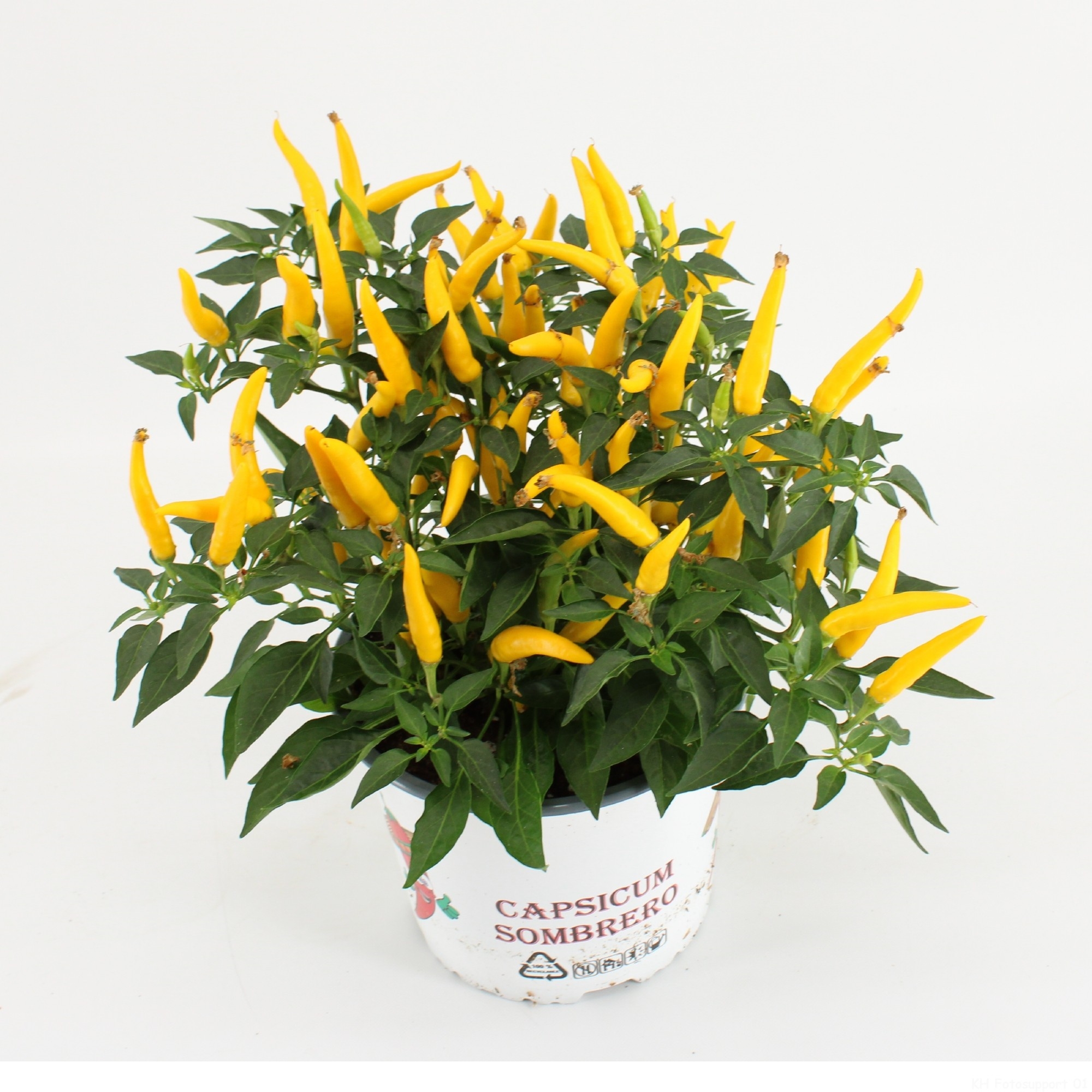 Capsicum Sombrero Santos Yellow (Cap34) - FloraXchange