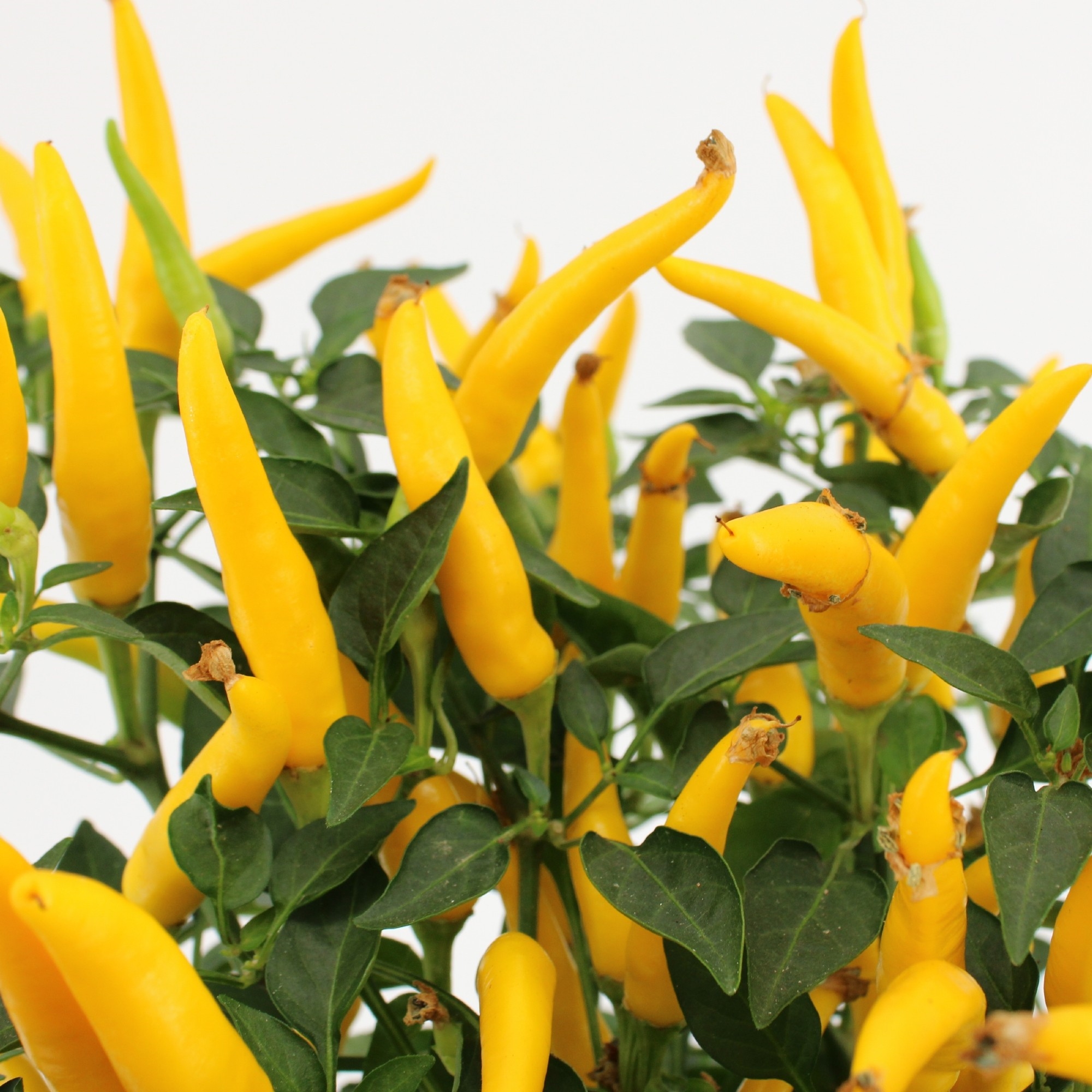 Capsicum Sombrero Santos Yellow (Cap34) - FloraXchange