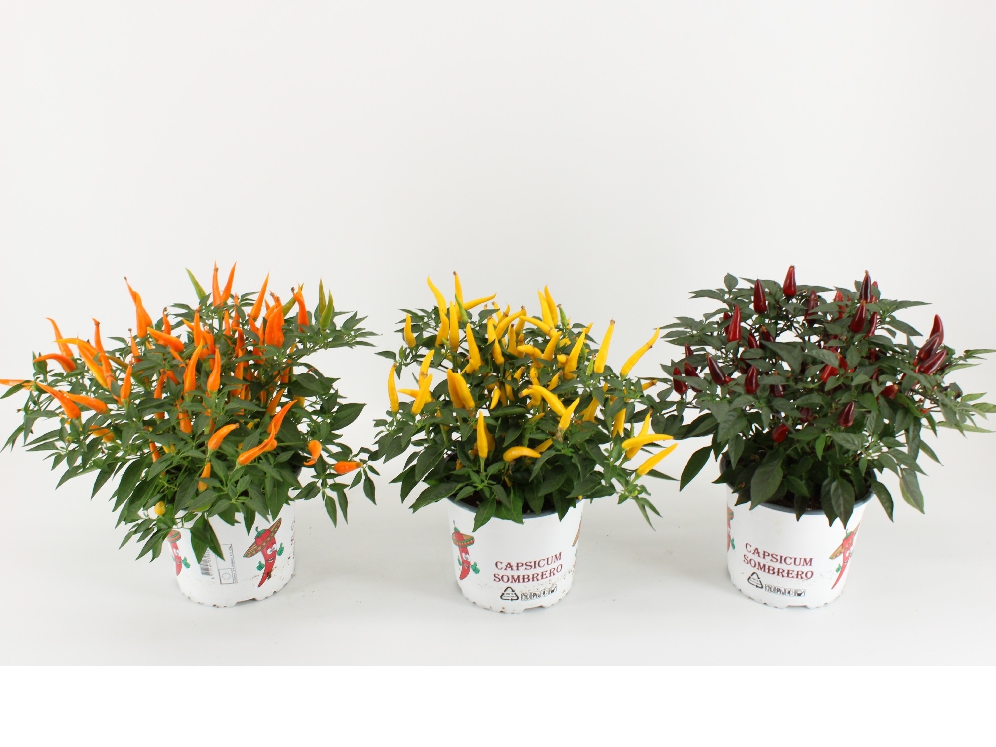 Capsicum Sombrero mixlaag (Cap38) - FloraXchange