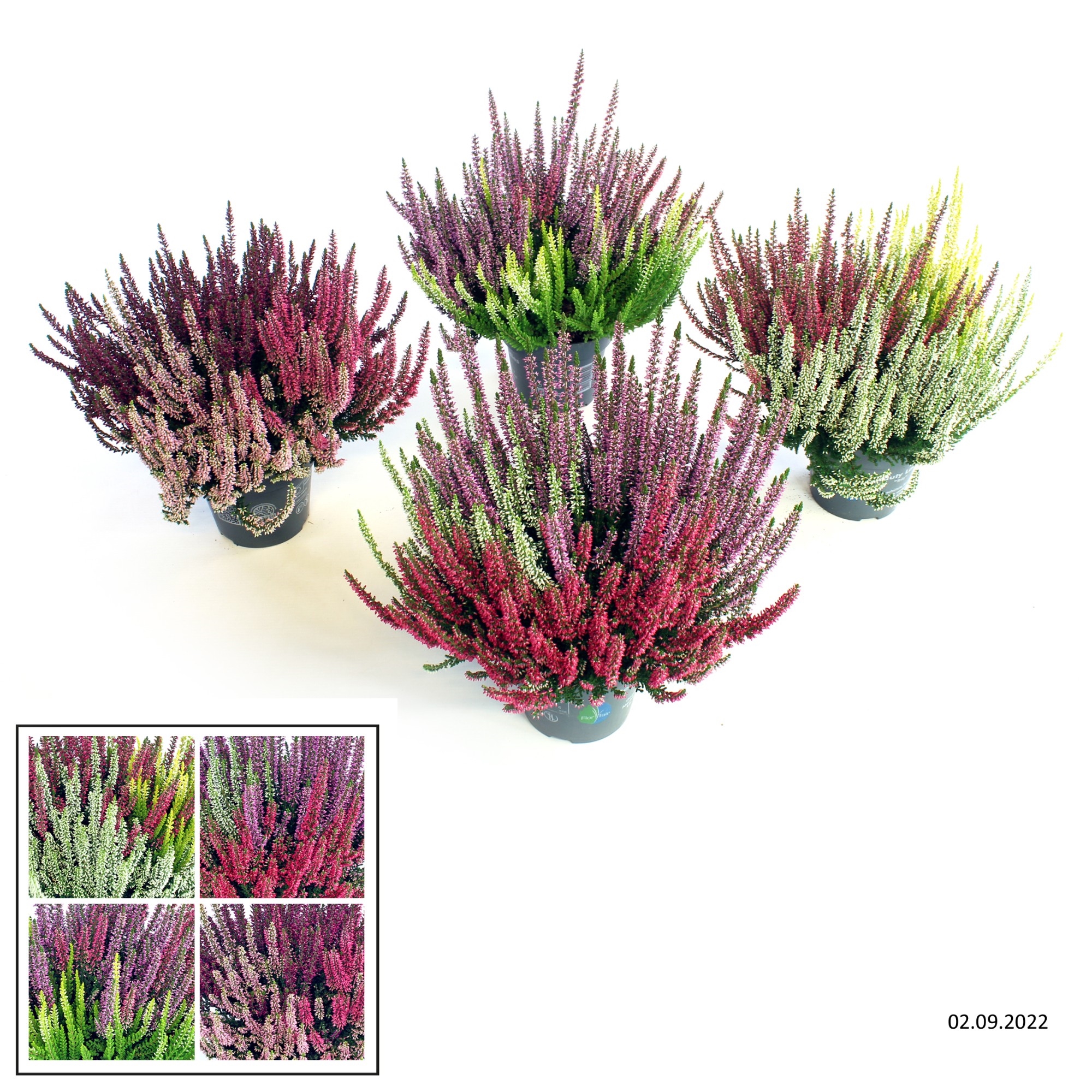 Calluna Beauty Ladies Trio (10) - FloraXchange