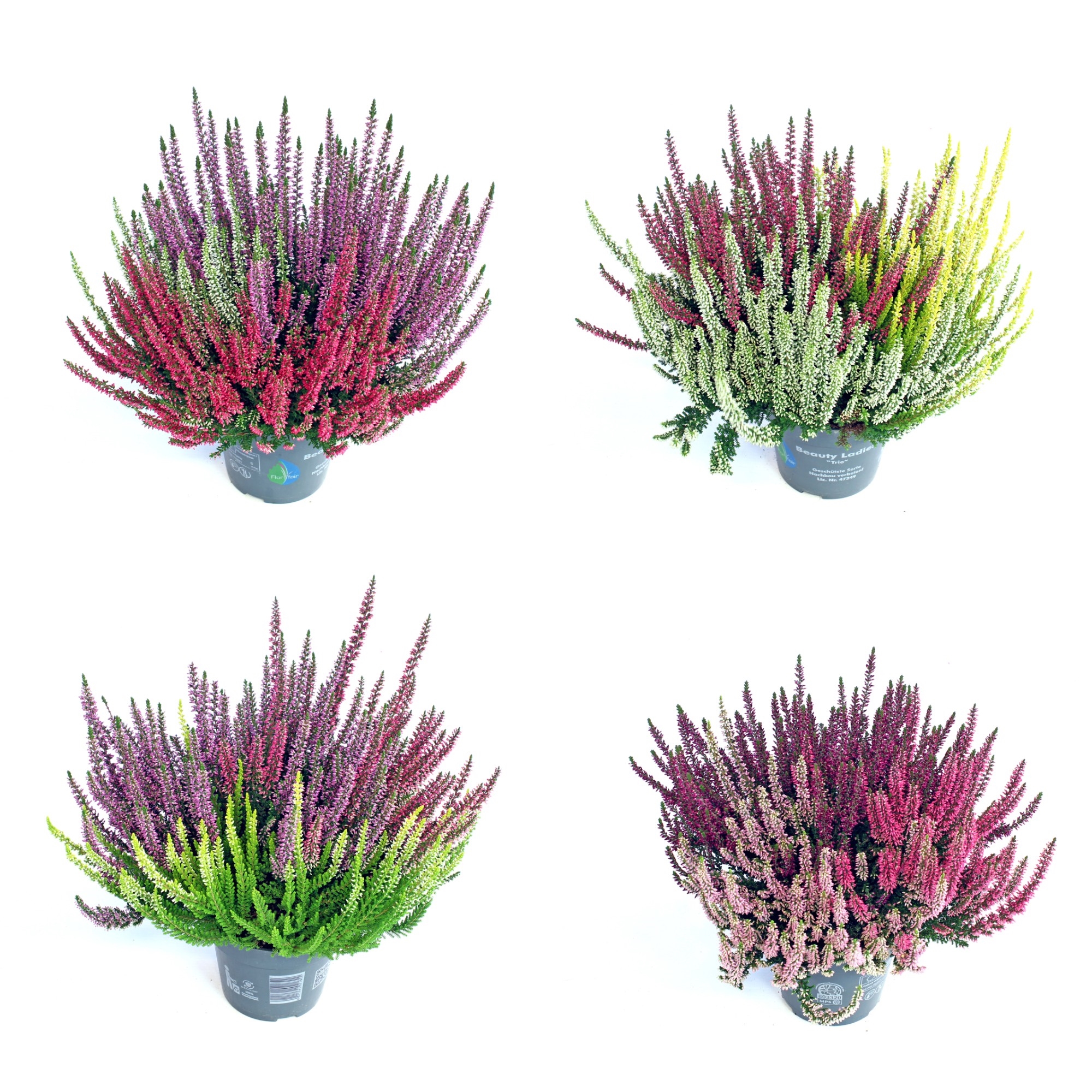 Calluna Beauty Ladies Trio (10) - FloraXchange