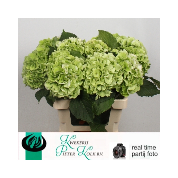 HYDR M ARCTIC VERENA CLASSIC . (GM-15524) - FloraXchange