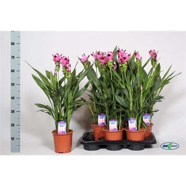 Curcu Al Siam Splash (3a11914000fa2) - FloraXchange