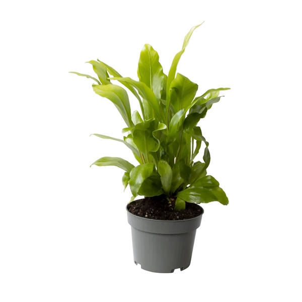 Asplenium Nidus 10,5 cm (526310) - FloraXchange