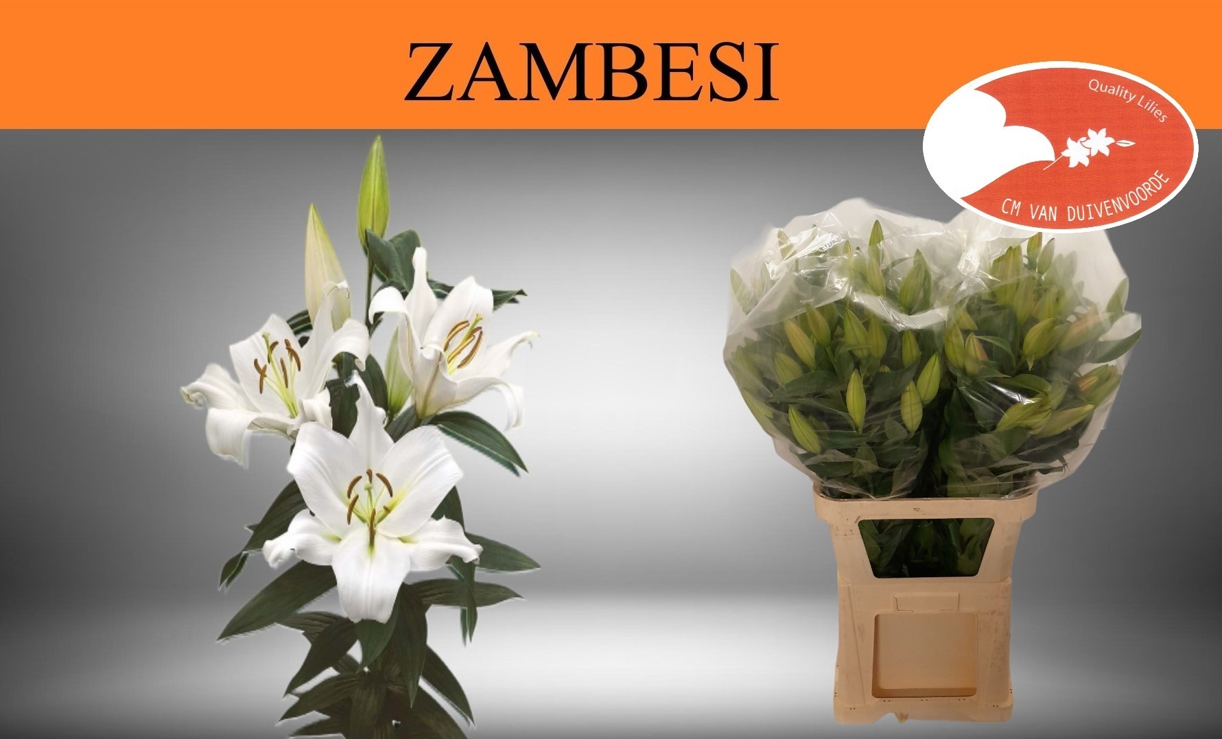 Lilium OT Zambesi (1) - FloraXchange
