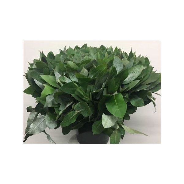 Euca Robusta P Stem (10 Stems Per Bunch) (41751) - FloraXchange