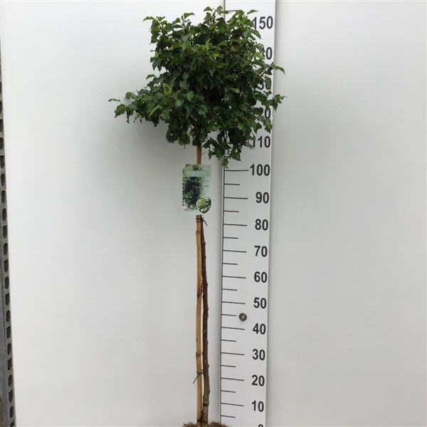 Betula pendula Magical Globe 120st (IGCBEPMGLOB01) - FloraXchange