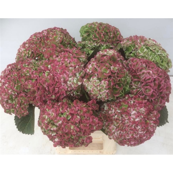 Hydrangea Revolution (REV60ROOD) - FloraXchange