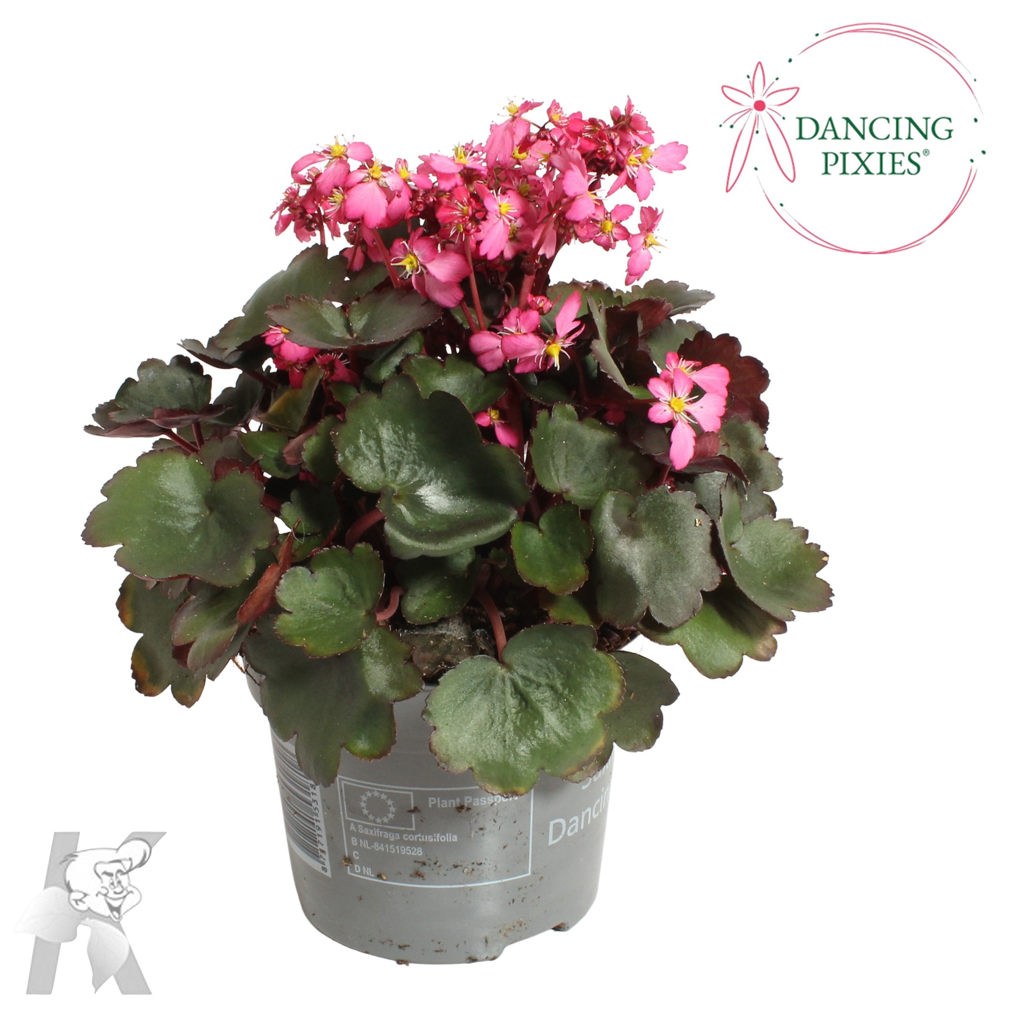 Saxifraga Dancing Pixies Toni (SAXIDPOKTONI) - FloraXchange