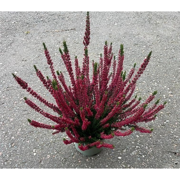 Calluna 'Beauty Ladies Red' (CAL17REDVWT) - FloraXchange