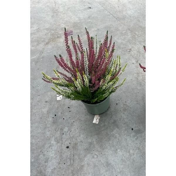 Calluna 'Beauty Ladies Trio' (CAL17TRIVWT) - FloraXchange