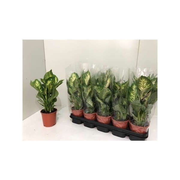 DIEFF COMPACTA (9056944a3a84f) - FloraXchange