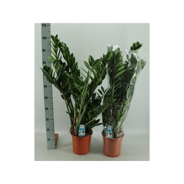 ZAMIO ZAMIIFOLIA 8-9 (05b49c16da03f) - FloraXchange