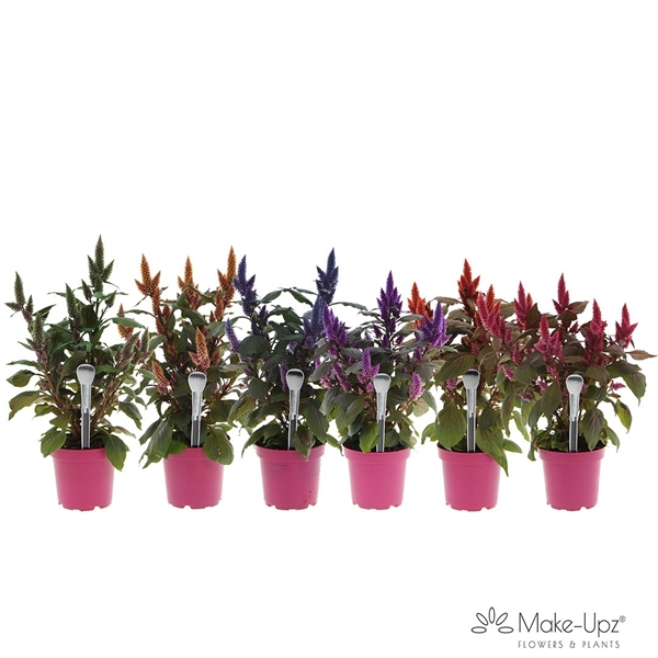 Celosia 'Merida' mix | Make-Upz® (1127512MU) - FloraXchange