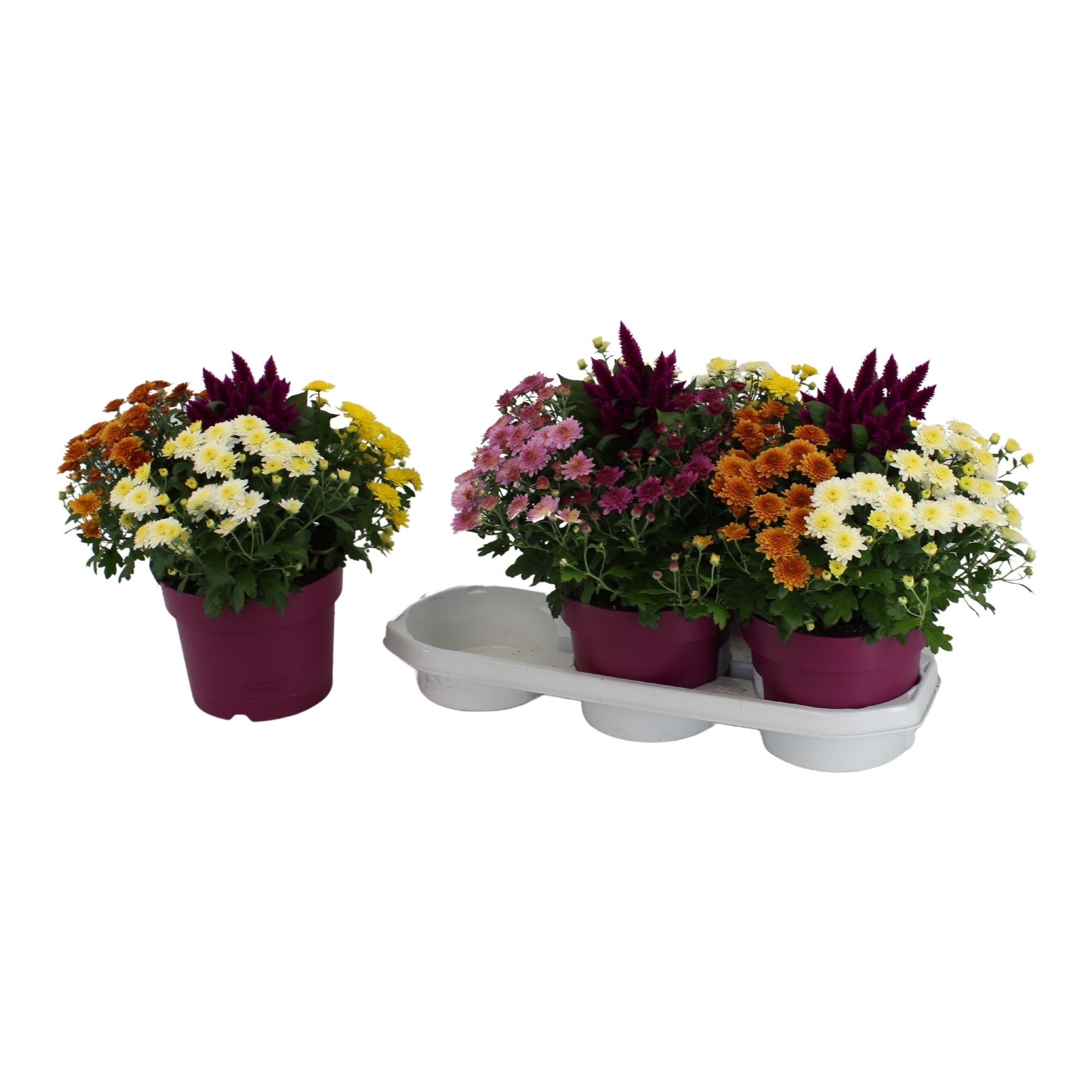 Abbracci 'mix Donna e Nova' P19 (11109351193) - FloraXchange