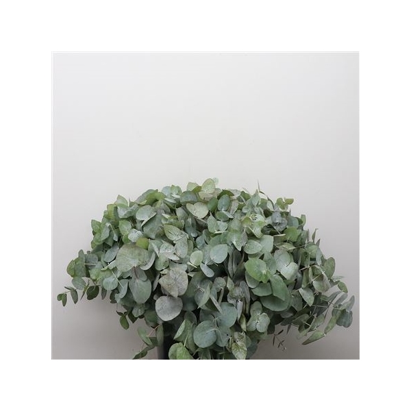 Euca Cinerea P Stem 50cm (10 Stems Per Bunch) (41742) - FloraXchange