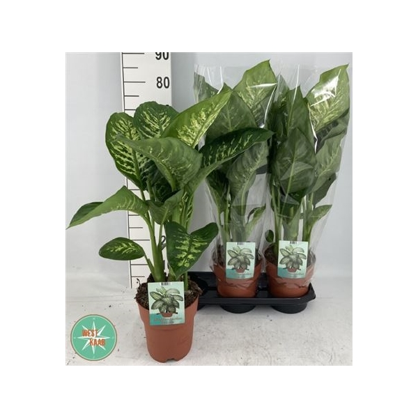 DIEFF SE TROPIC SNOW (216015862a1ed) - FloraXchange