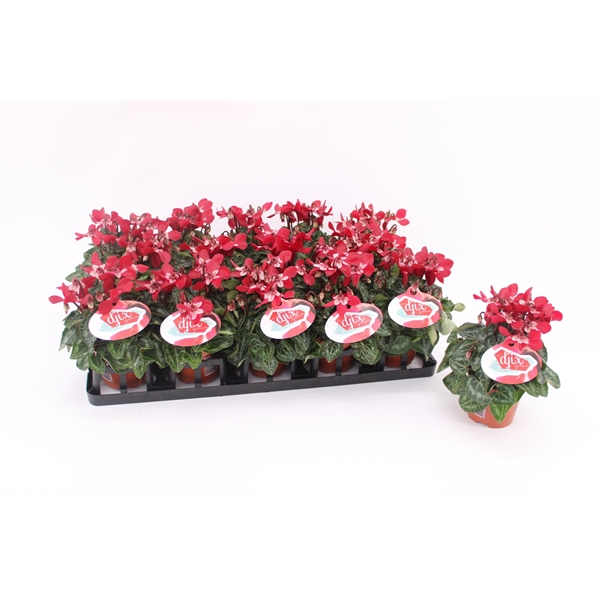 Cyclamen Djix Dark Red 9cm (CYCDJIXDARED9) - FloraXchange