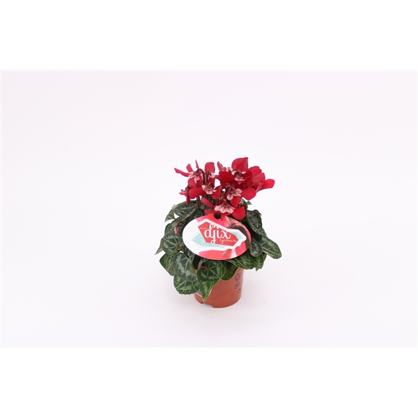 Cyclamen Djix Dark Red 9cm (CYCDJIXDARED9) - FloraXchange