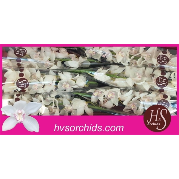CYMB T SNOWWHITE 80 CM (6a7b06751767a) - FloraXchange