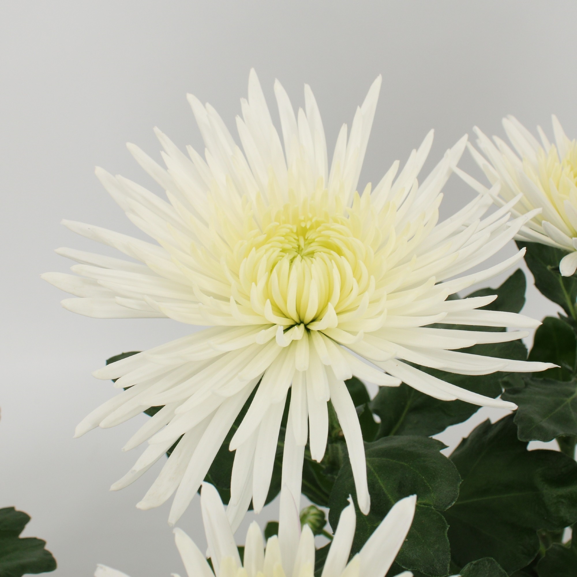 Chrysant Anastasia White (Chr15AnWi) - FloraXchange