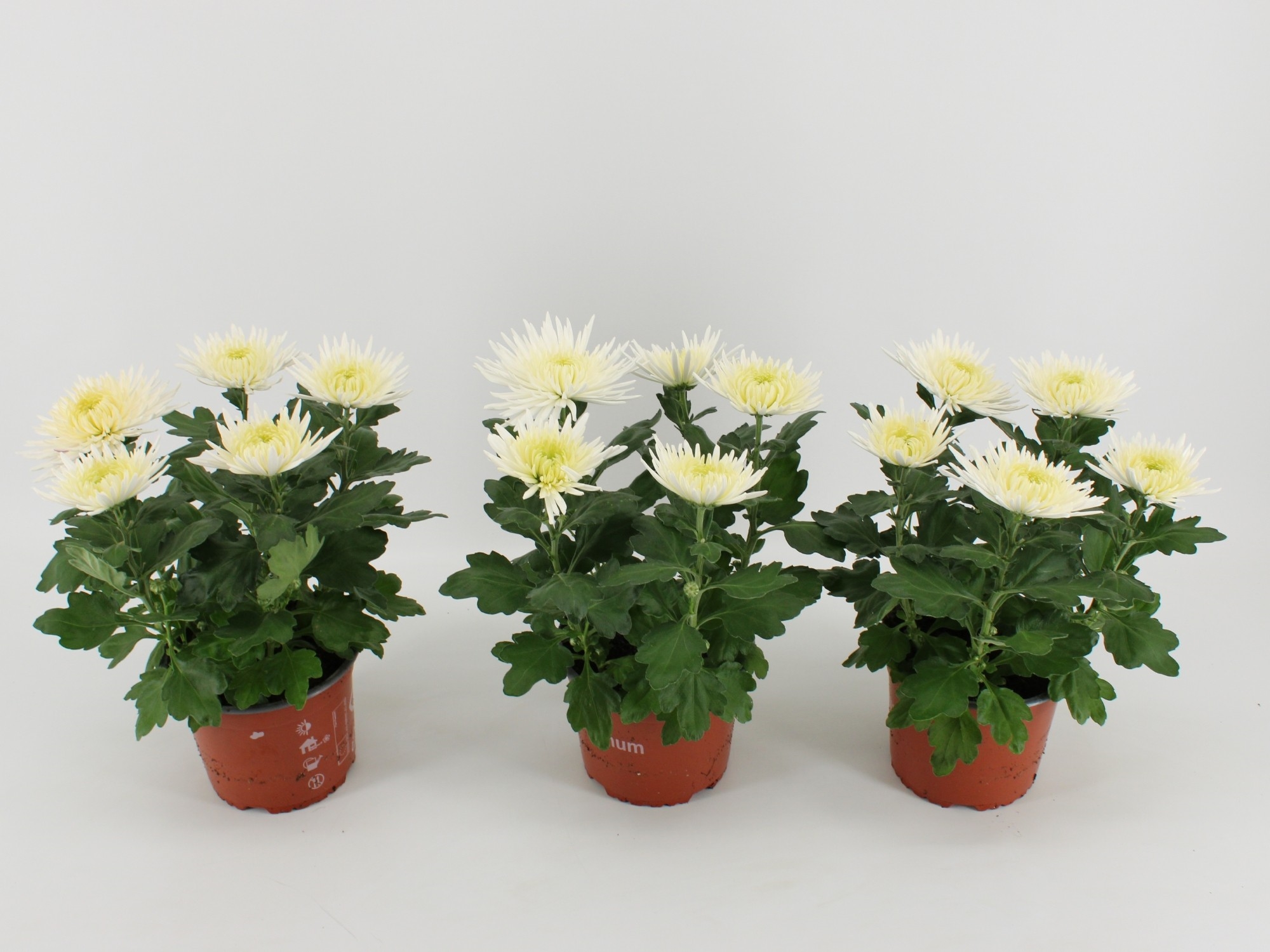 Chrysant Anastasia White (Chr15AnWi) - FloraXchange