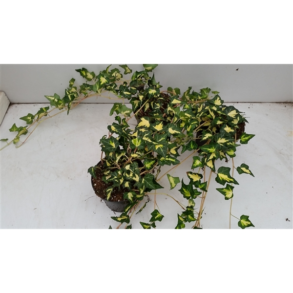 Hedera helix Gold Heart (Hed12GoldH) - FloraXchange