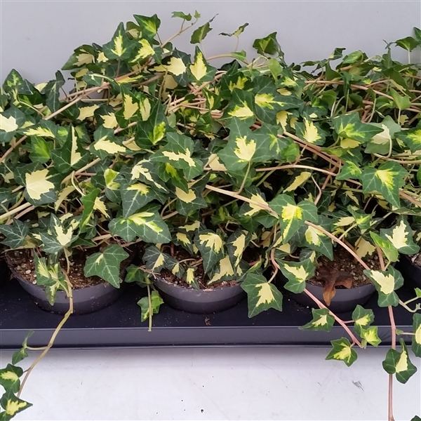 Hedera helix Gold Heart (Hed12GoldH) - FloraXchange