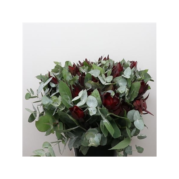 Euca Bouquet (robusta, Safari, Cinerea) Bs (76774) - FloraXchange