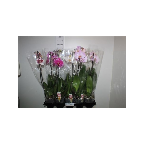 PHAL GEM 1 BRANCHE 6-8 (bd32406c30a39) - FloraXchange
