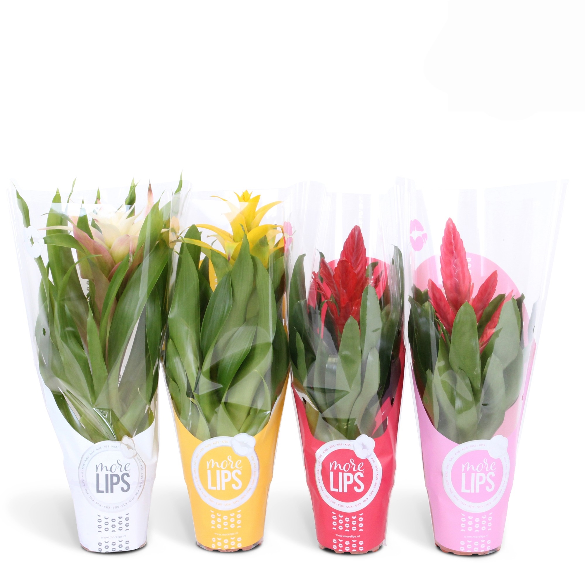 MoreLIPS® Bromelia Cupcake mix in ShowHoes (Bromelia Specialist) (ML070 ...