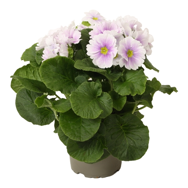 Primula 'Touch Me' Blue-White | Decorum (9210399201) - FloraXchange
