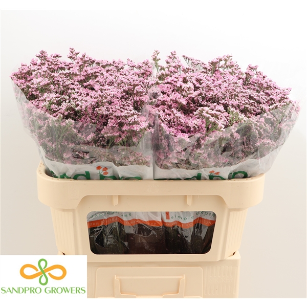 LIM SAF OSHI PINK (LIMOP70) - FloraXchange