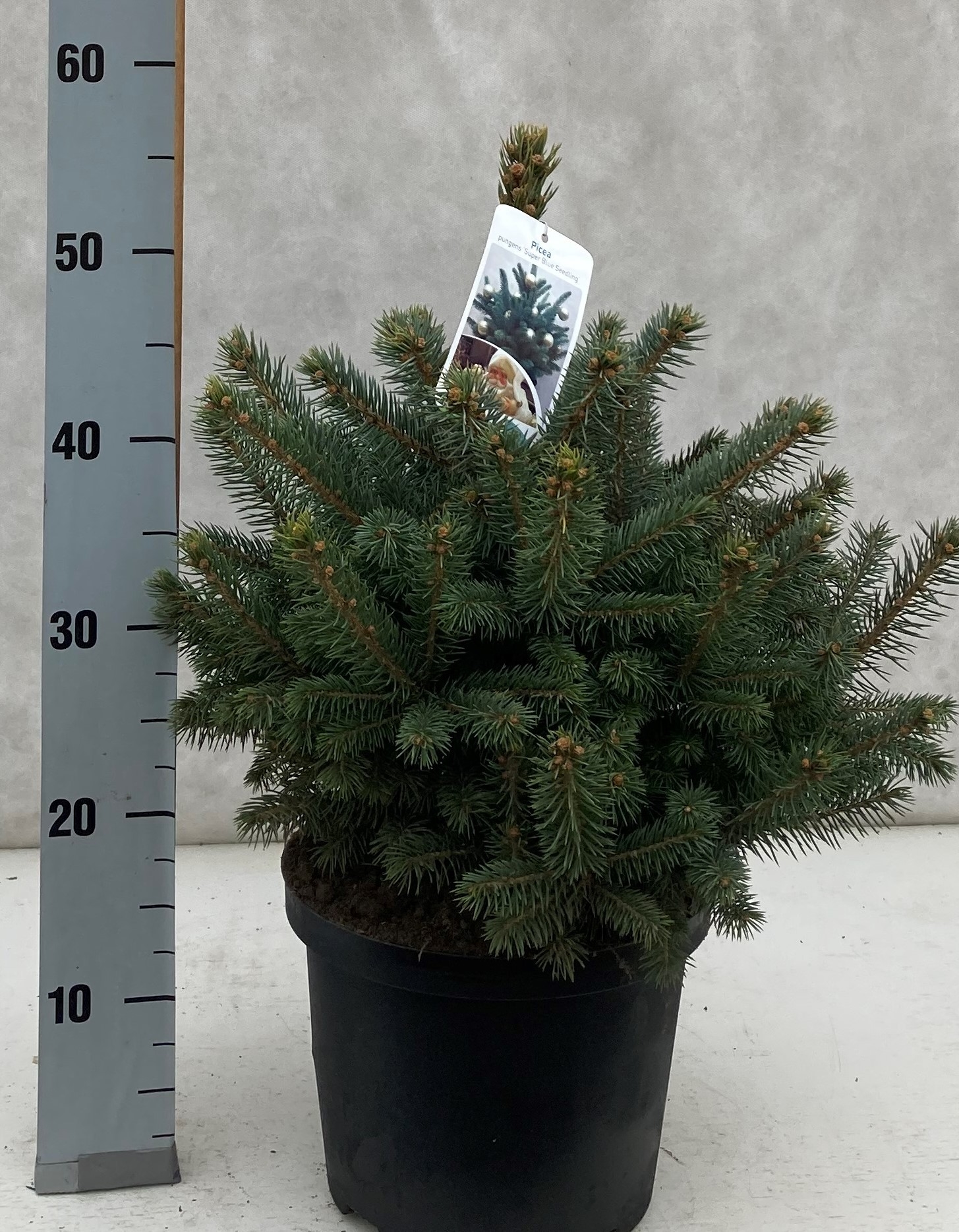 Picea pungens Super Blue Seedling (PSBS50) - FloraXchange