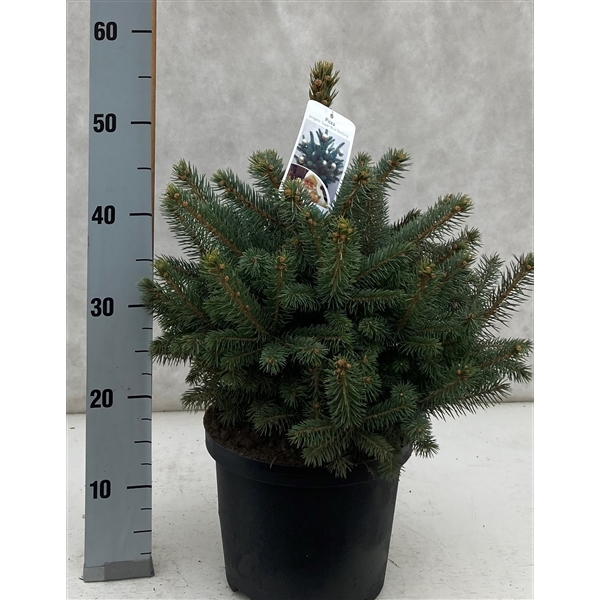 Picea pungens Super Blue Seedling (PSBS50) - FloraXchange