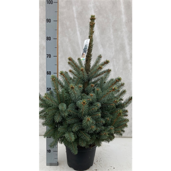 Picea pungens Super Blue Seedling (SBS90) - FloraXchange