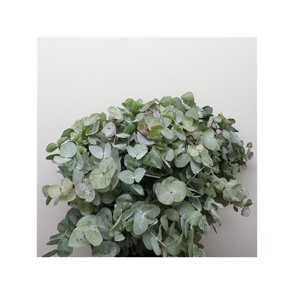 Euca Cinerea P Stem 60cm (10 Stems Per Bunch) (41744) - FloraXchange