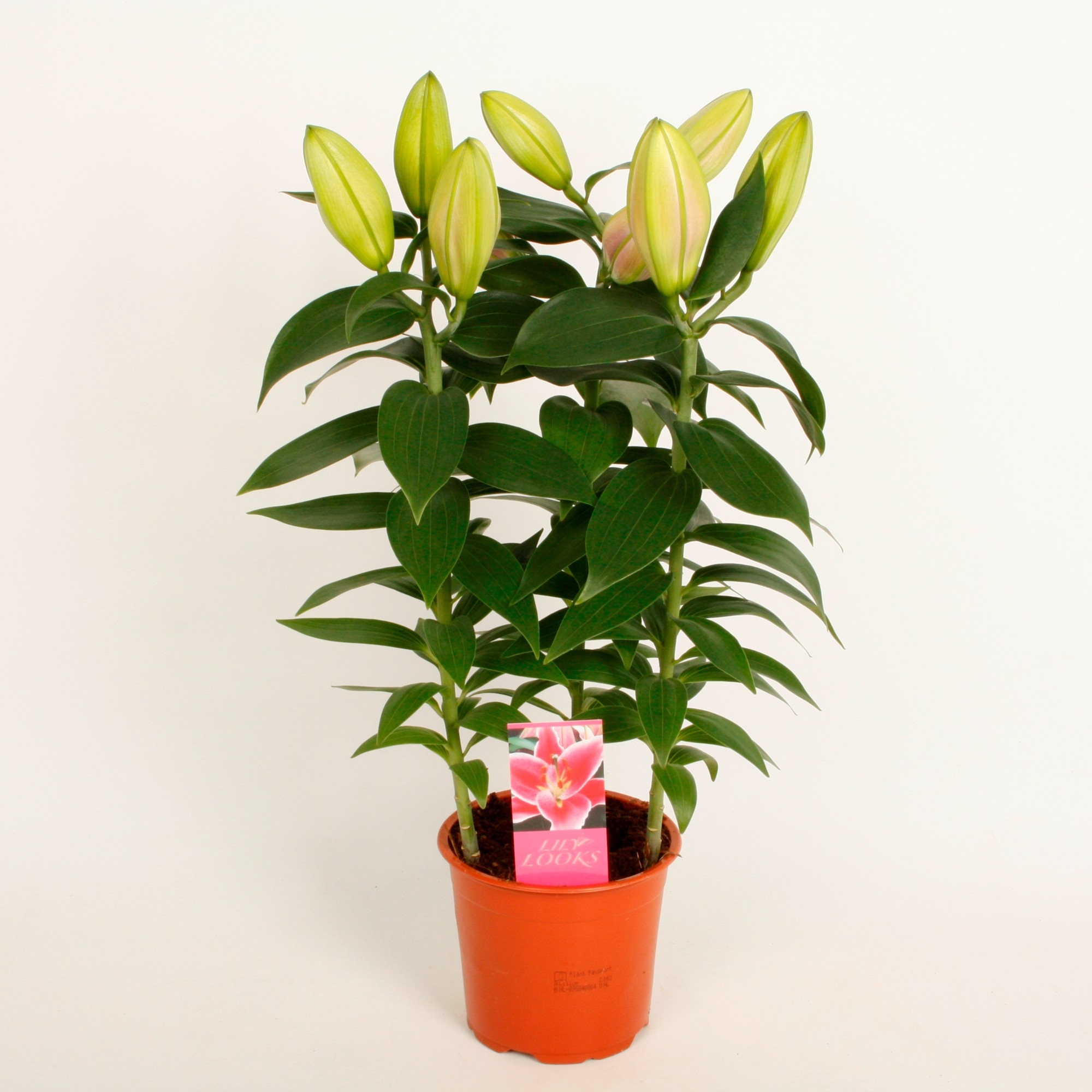 Lilium Sunny Robyn 'kleur' (or. lelie) (159 - k) - FloraXchange