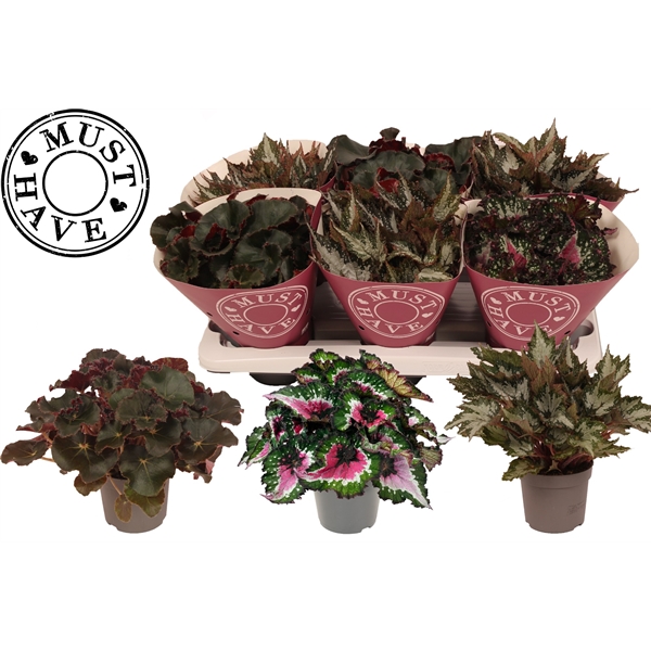 Bladbegonia Rex WinterMix MUST HAVE (F12JP1011) - FloraXchange