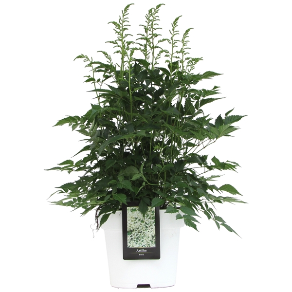 Astilbe Japonica Grp 'Gladstone' (FPASGLP23) - FloraXchange