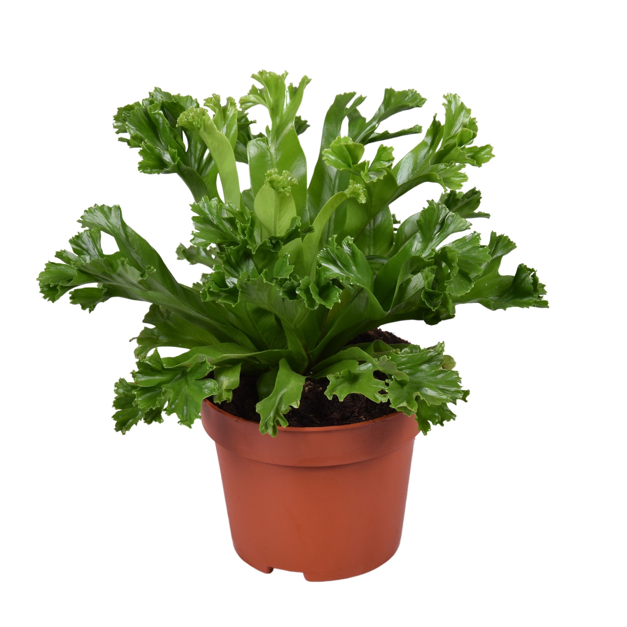 Asplenium Lesly (le12) - FloraXchange
