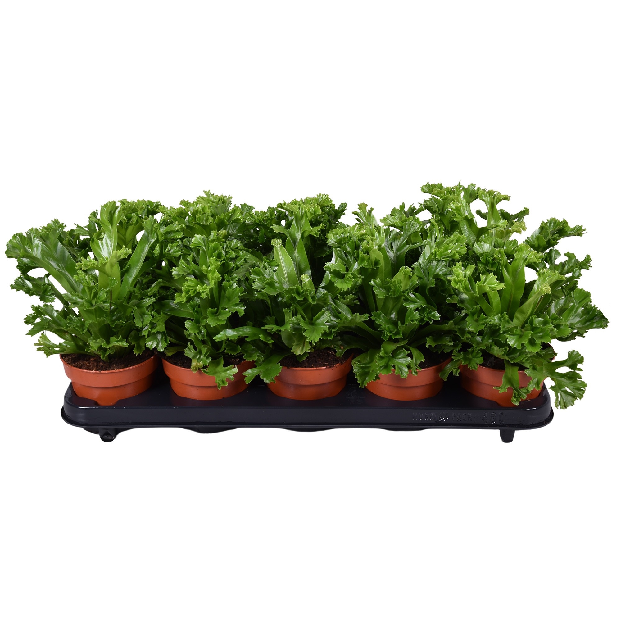 Asplenium Lesly (le12) - FloraXchange