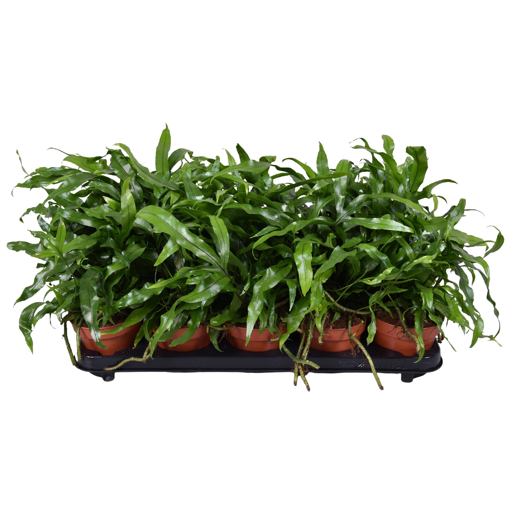 Microsorum Diversifolium (di12) - FloraXchange