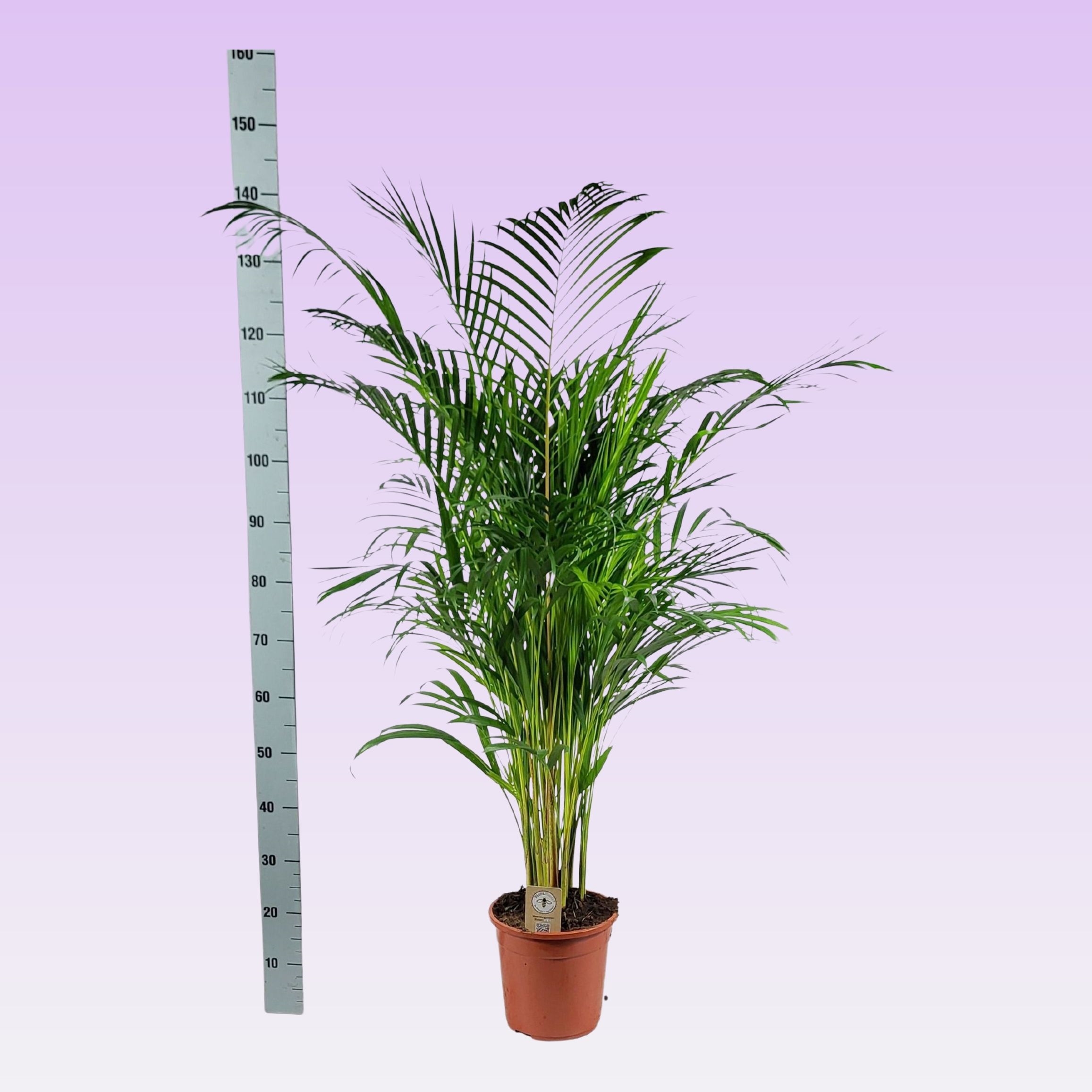 Dypsis lutescens 140cm (Dyp24LU140) - FloraXchange