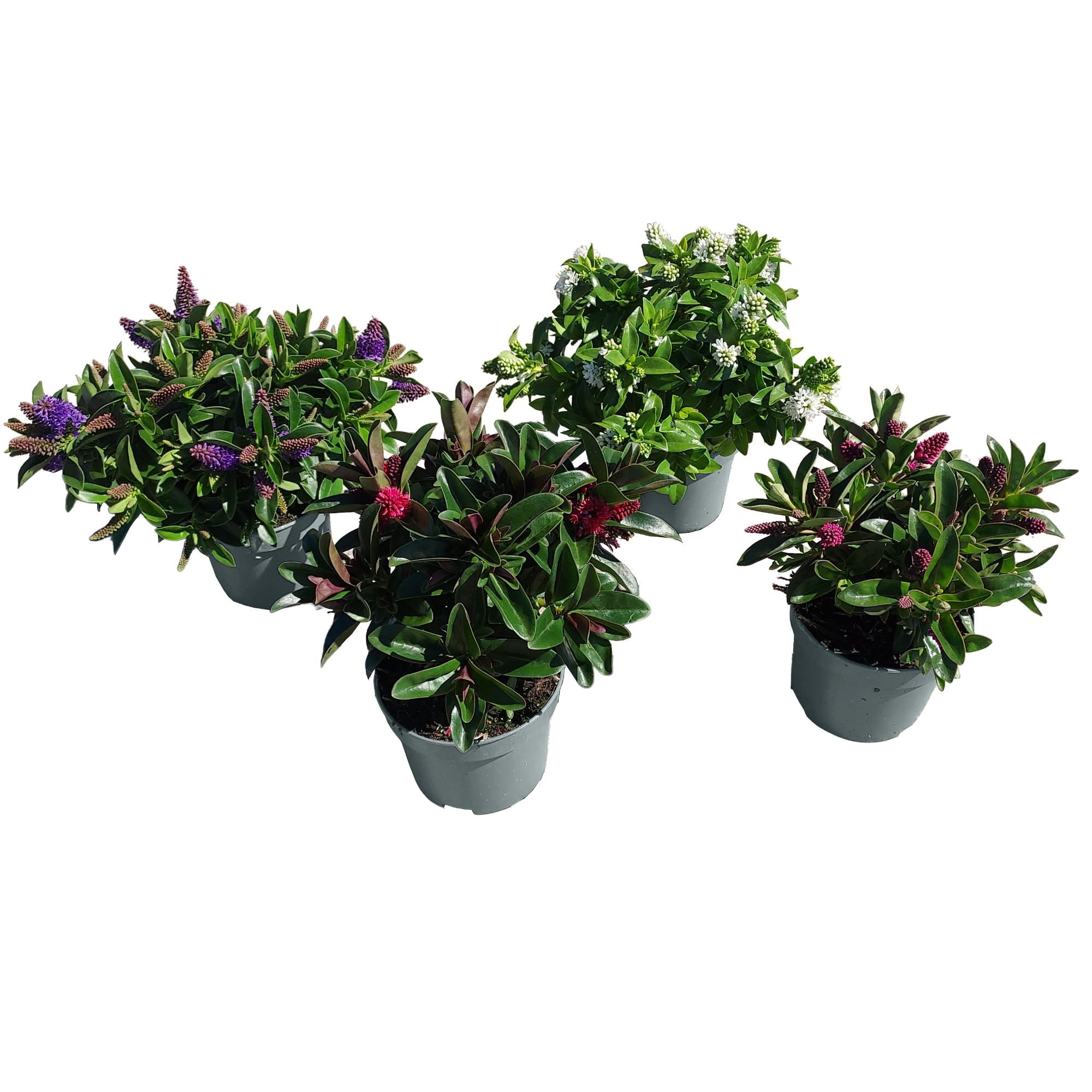 Hebe Addenda® Petita P10,5 Mix-tray (groen) (HEBEPETMIX10) - FloraXchange