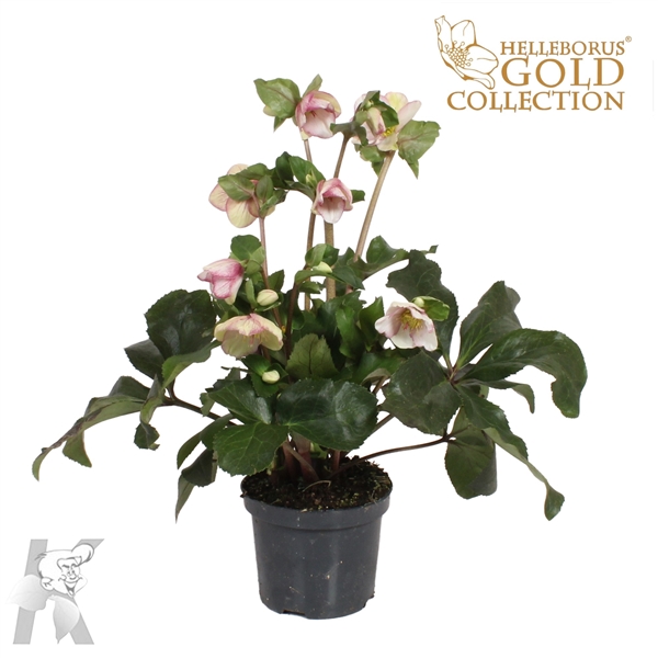 HGC Helleborus Ice N Roses Picotee (HEIREPI121500) - FloraXchange