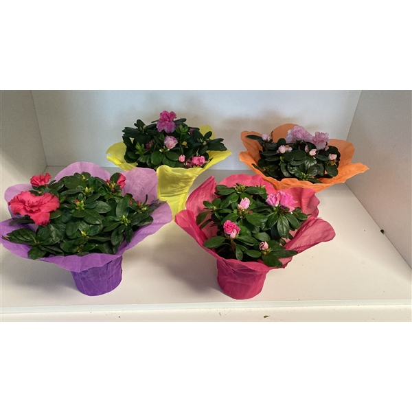 Azalea mix in Rondella hoes. (Rondella) - FloraXchange