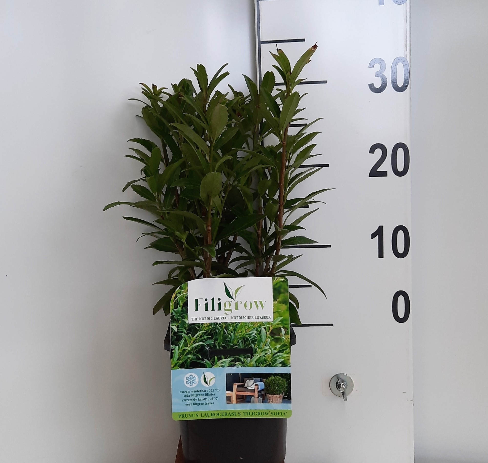 Prunus l. 'Filigrow Sofia'® (PWPRLSO) - FloraXchange