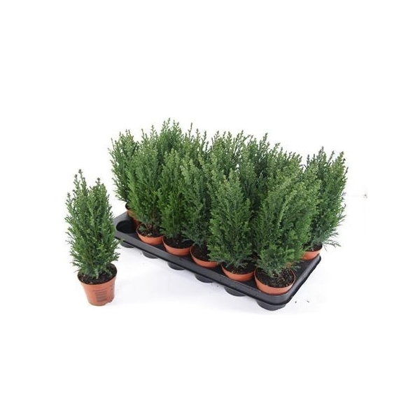 CHAM L ELLWOODII (787d73f45250f) - FloraXchange