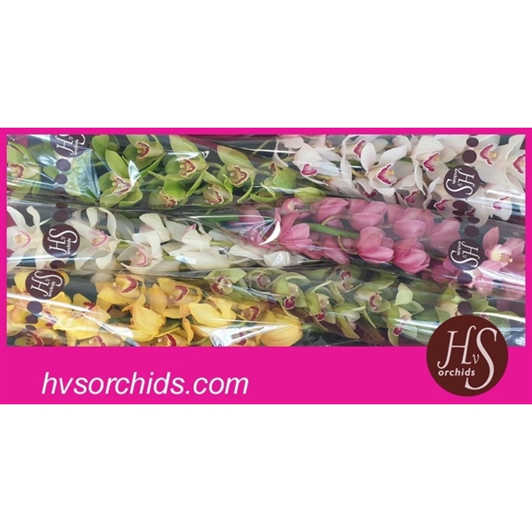 CYMB T GEMENGD (74be1f334851b) - FloraXchange